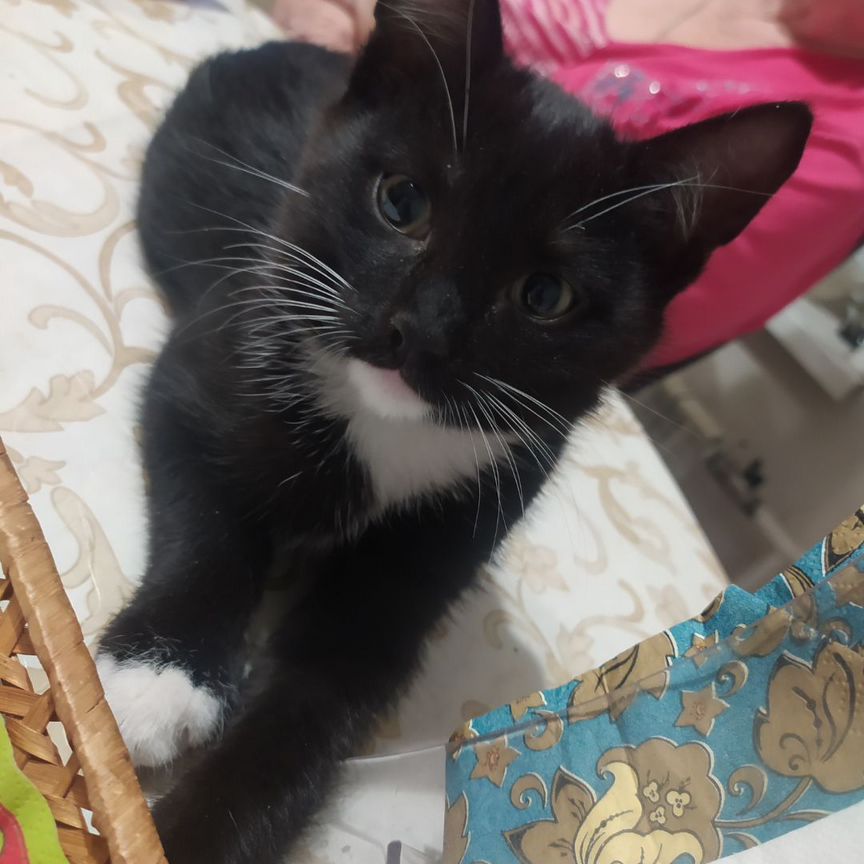 Котята в добрые руки приучены к лотку