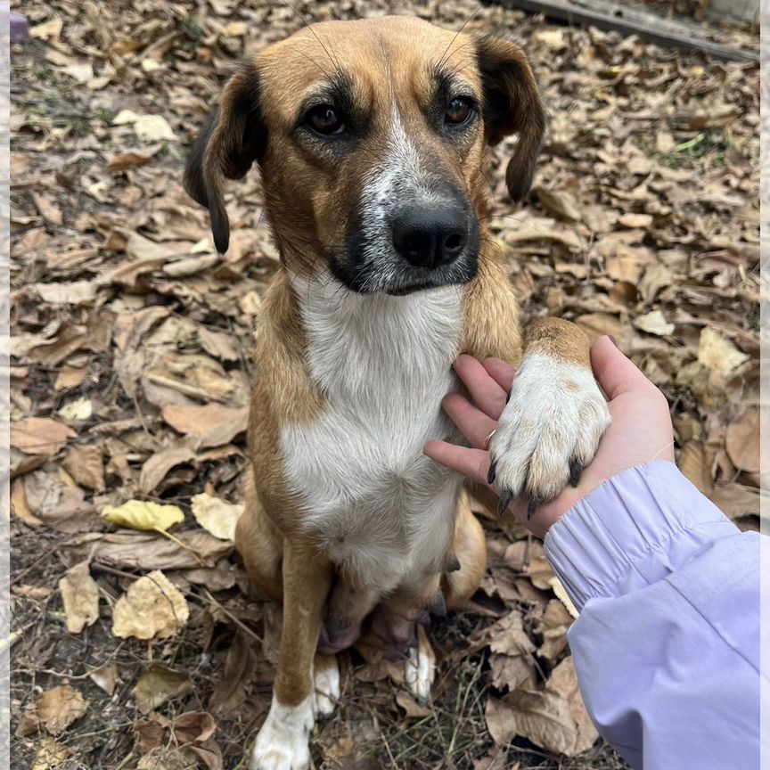 Собака в добрые руки