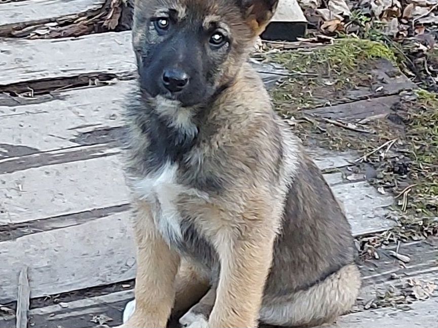 Овчароидная собачка с щенком