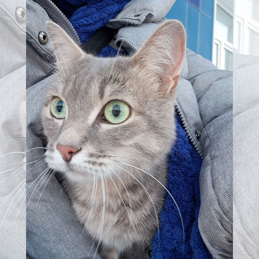 Кот домашний в добрые руки