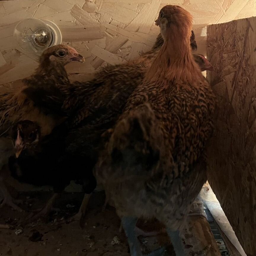 Цыплята виандот