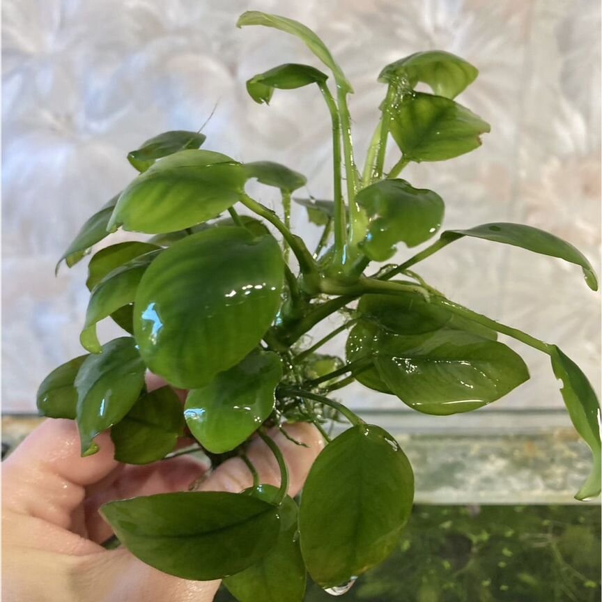 Анубиас нана