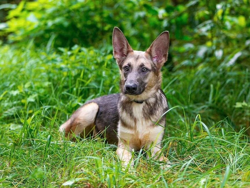 Щенок мальчик 7 месяцев