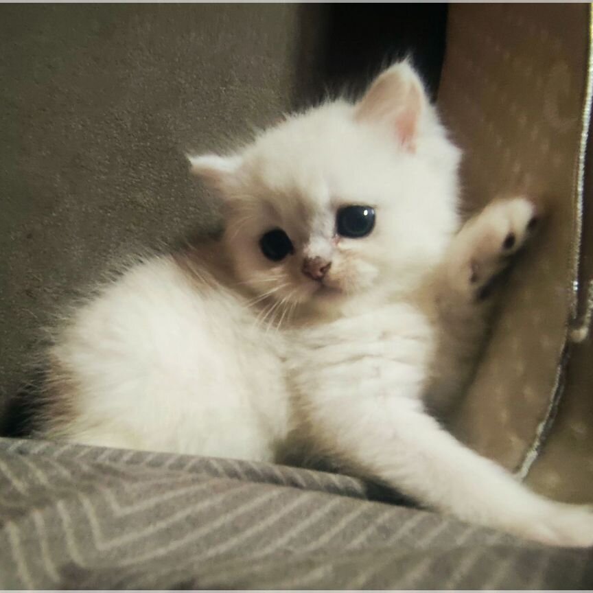 Котята шиншилла и колор поинт
