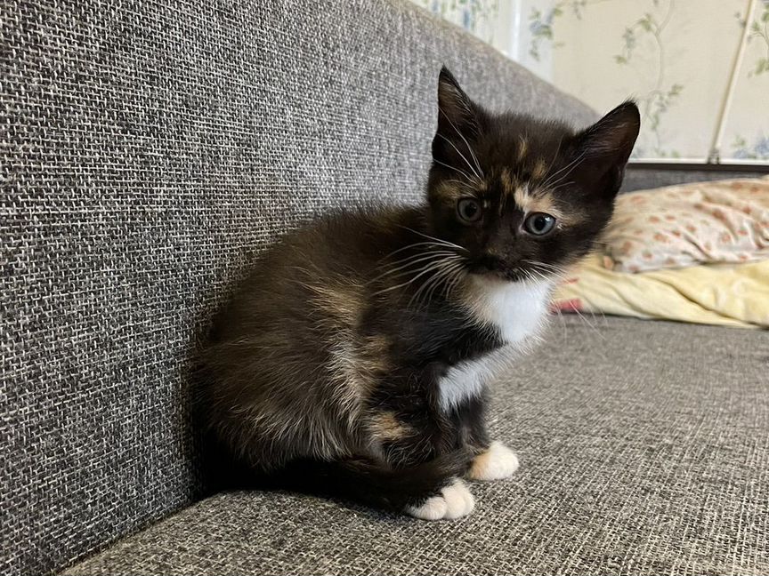 Котята