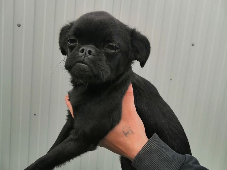 Девочка красавица