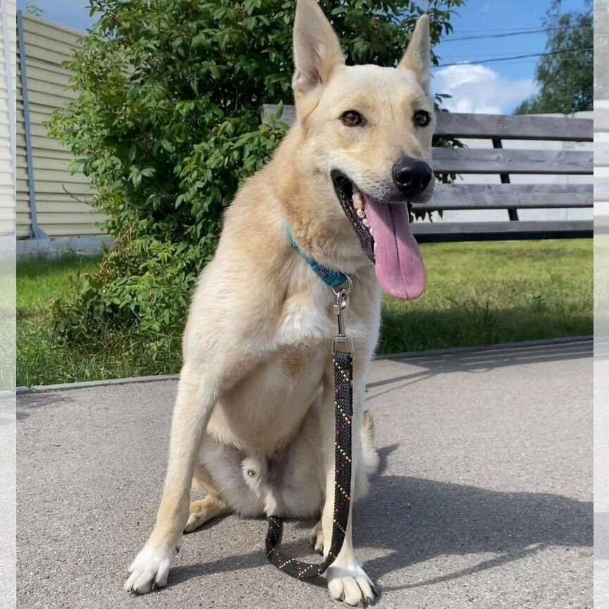 Щенок в добрые руки