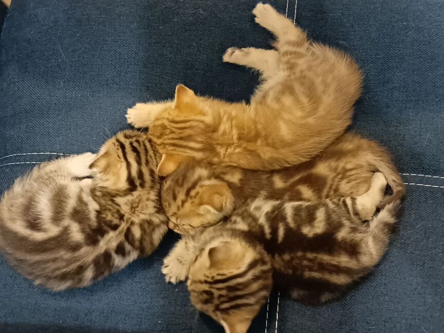 Шотландские котята