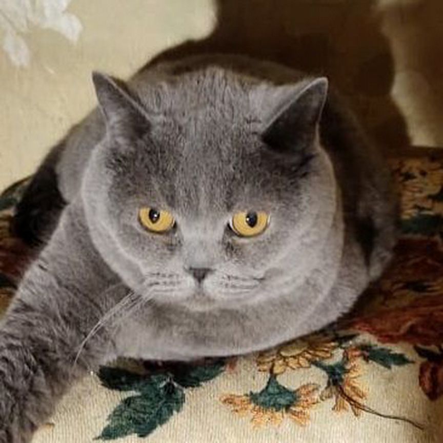 Британский короткошёрстный кот, взрослый