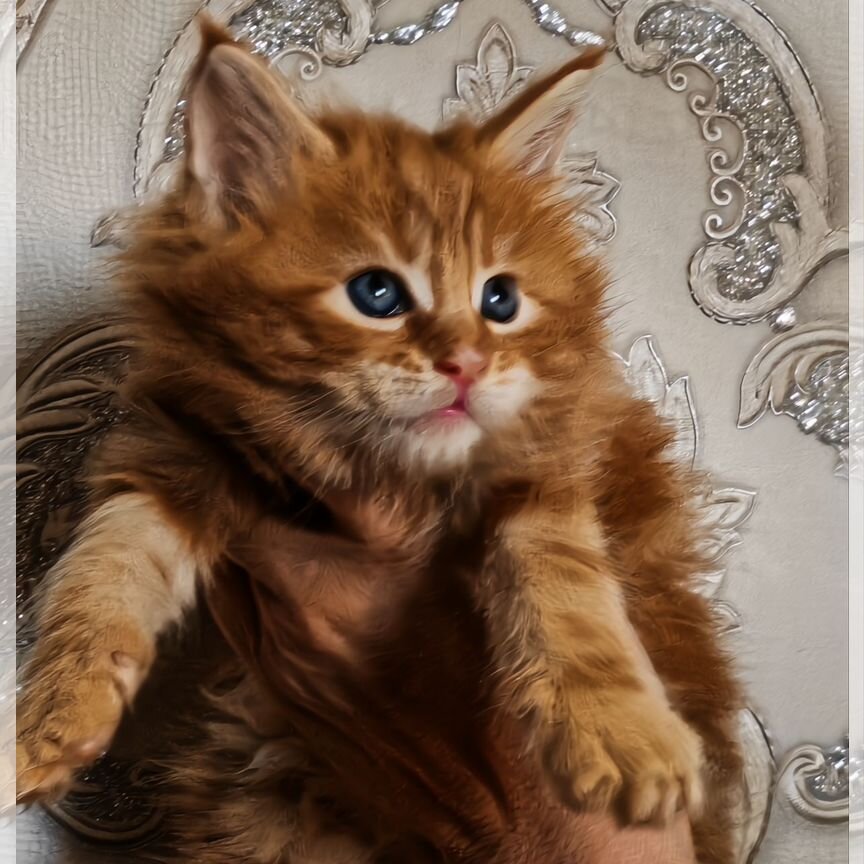 Мейн-кун котёнок