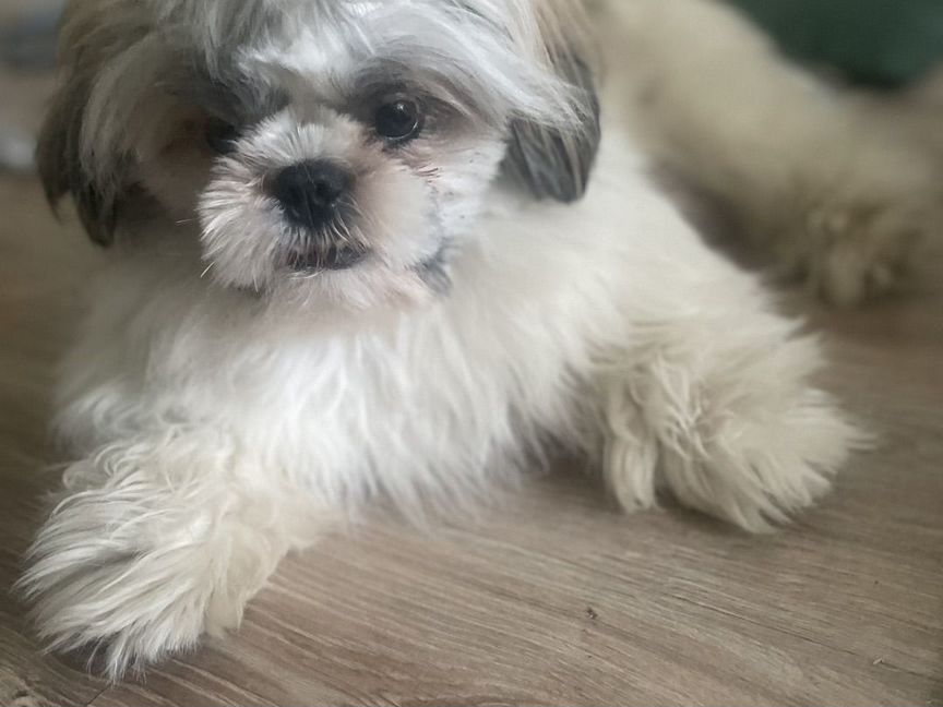 Животные вязка