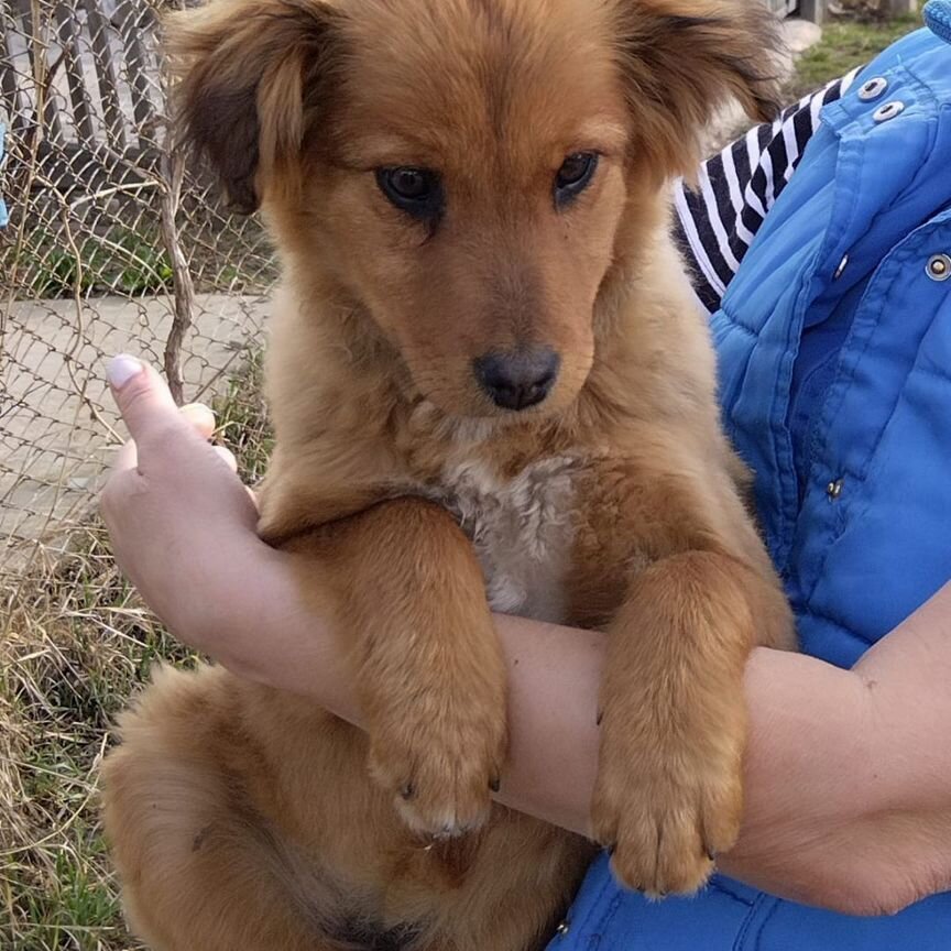 Щенки в добрые руки