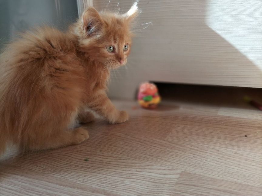Рыжий котенок девочка