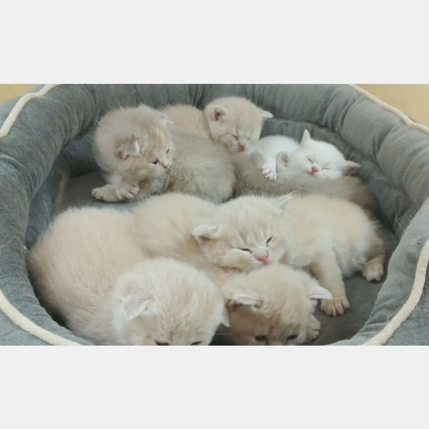 Шотландские котята