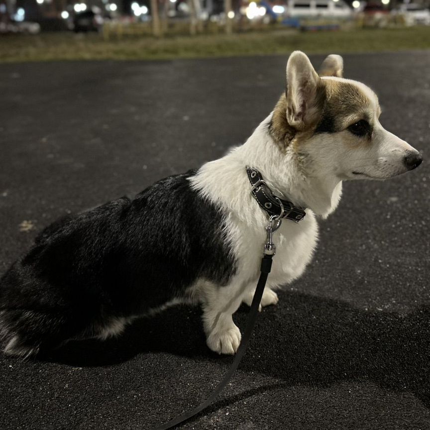 Вельш Корги Пемброк, щенок