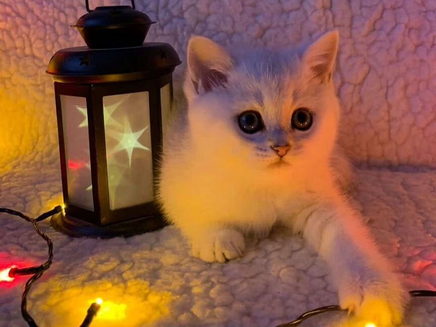 Котята британской шиншиллы