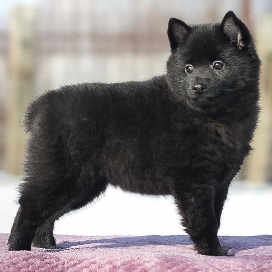 Щенки схипперки