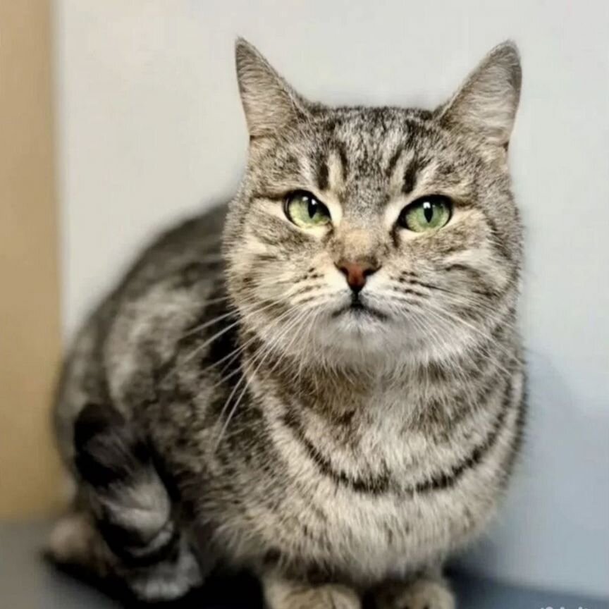 Обворожительная кошечка Эсмеральда в поиске дома