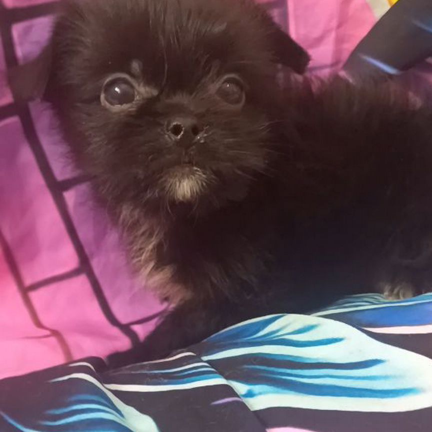 Йоркширский терьер, щенок