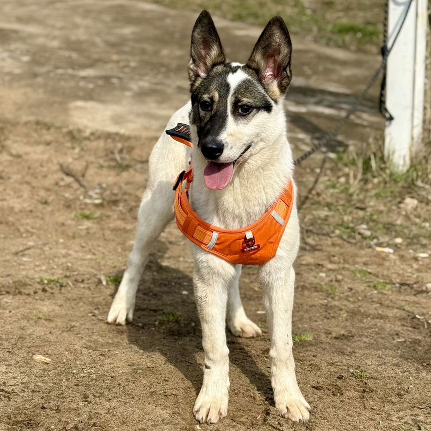 Австралийский хилер, щенок