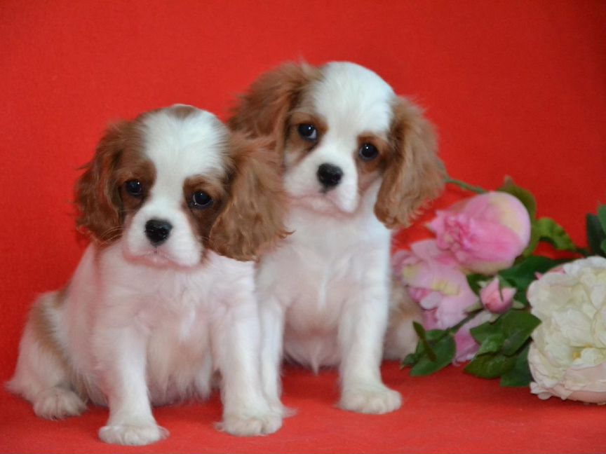 Кавалер кинг чарльз спаниель