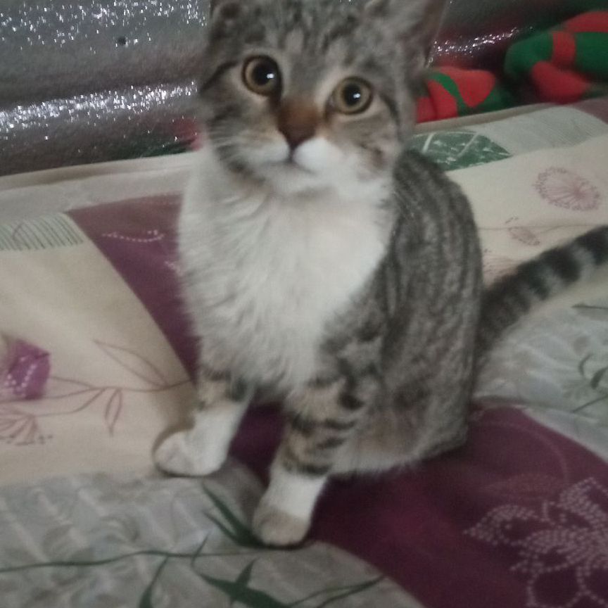 Котёнок спасённый из зоны сво