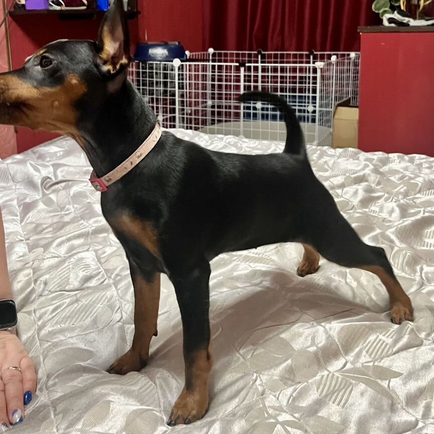 Цвергпинчер, щенок