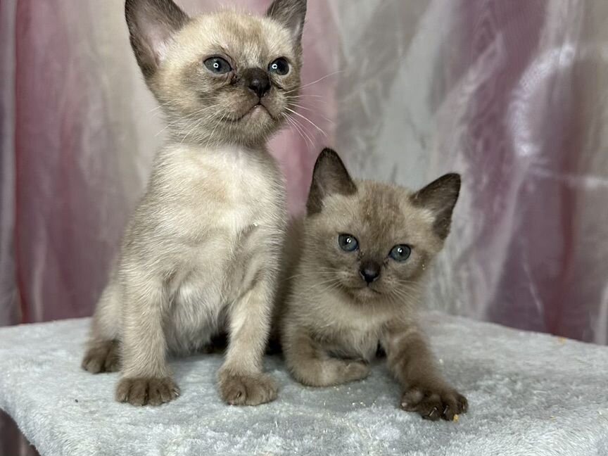 Европейская бурма