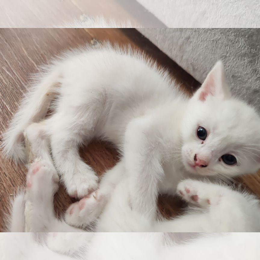 Котёнок в добрые руки