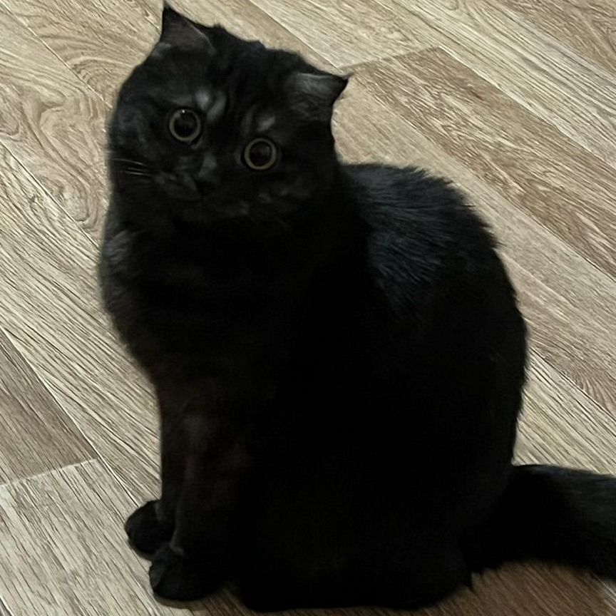 Шотландская прямоухая длинношёрстная, взрослая кошка