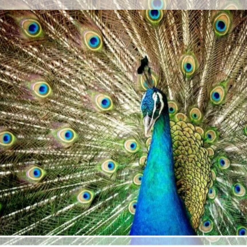 Павлины продажа