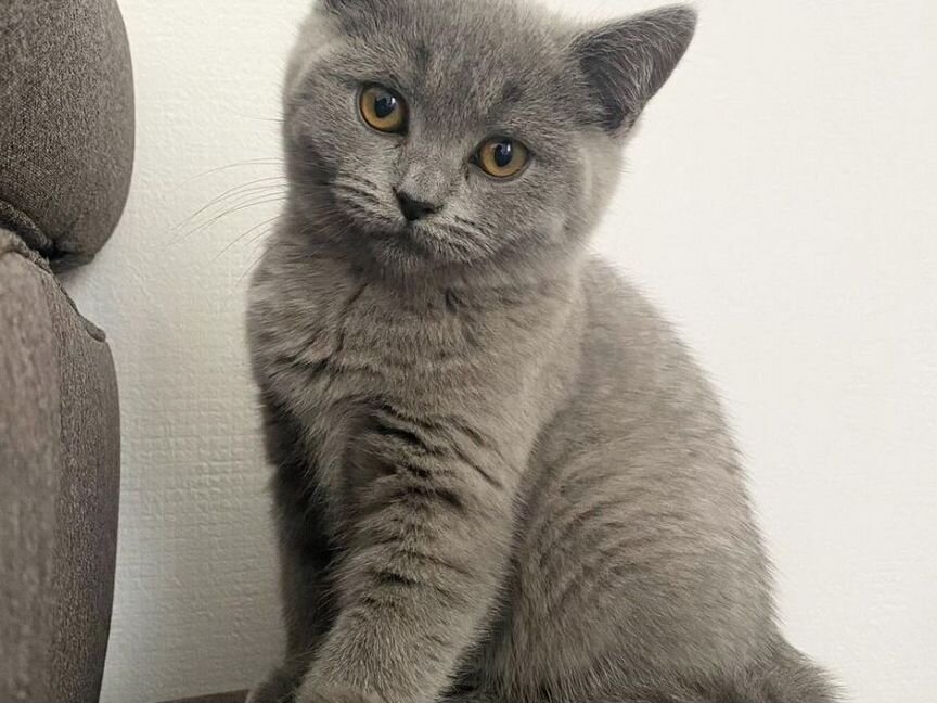 Британские люкс голубые котята