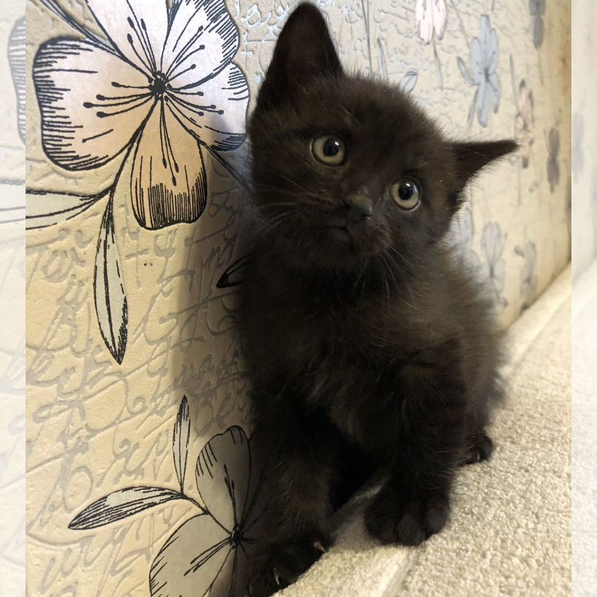 Котенок