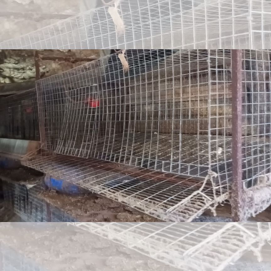 Клетки для бройлеров, кур несушек