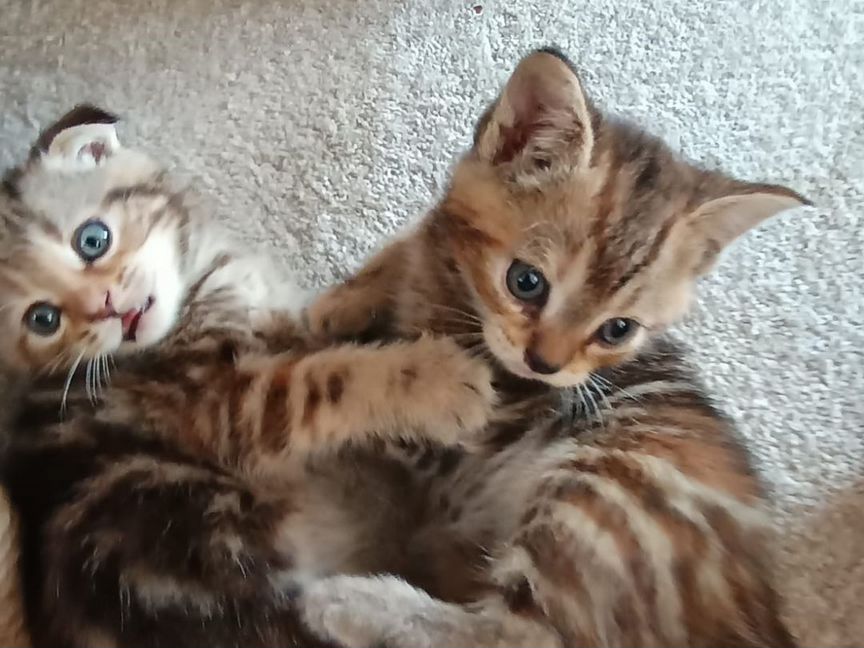 Котята