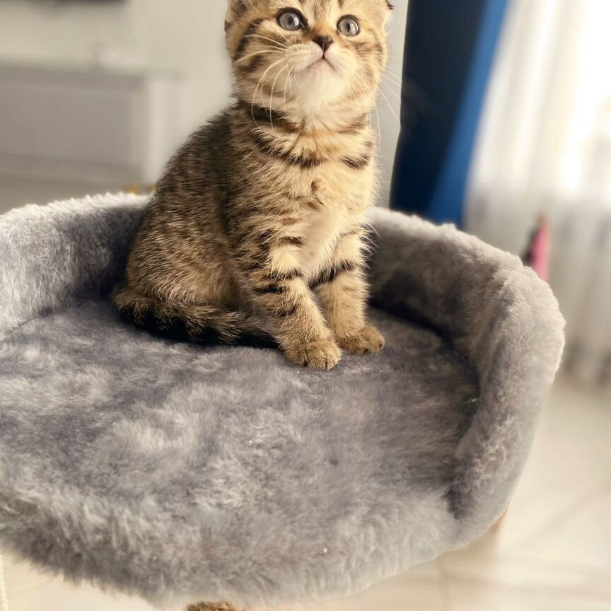 Британский вислоухий котенок