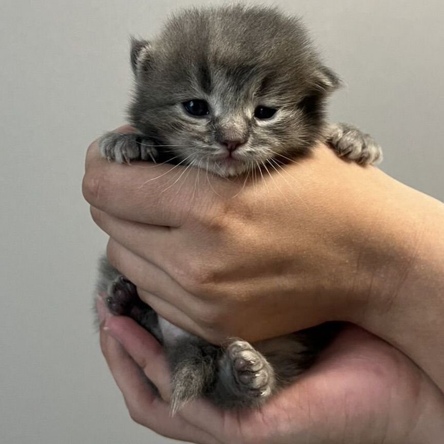 Шотландские котята бронь