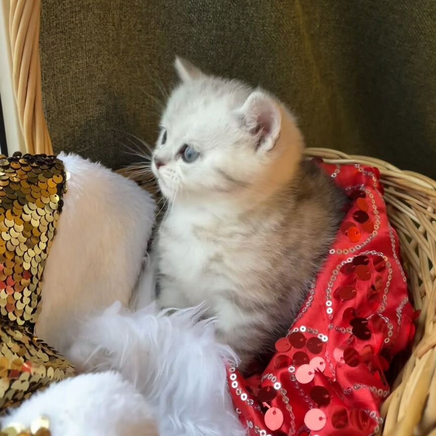 Британский мальчик