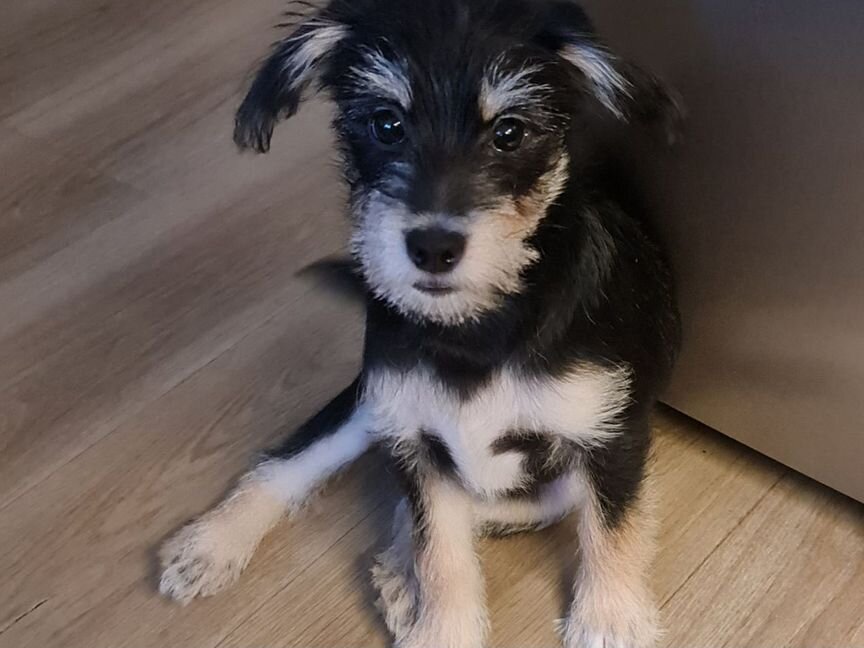 Щенок в добрые руки бесплатно