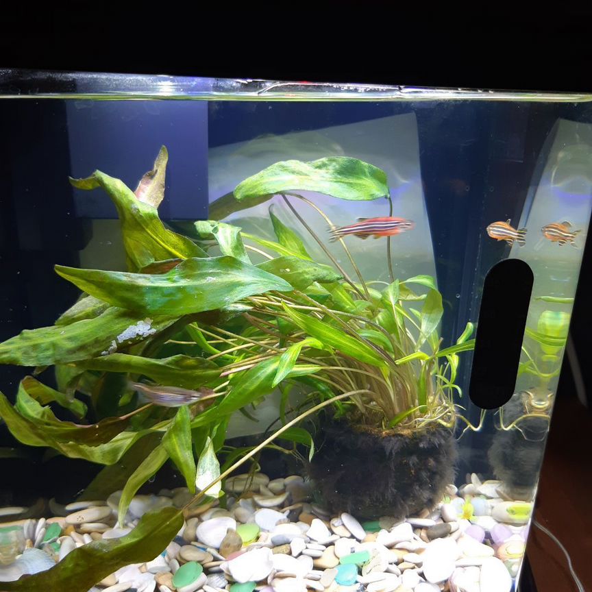 Аквариум с рыбками