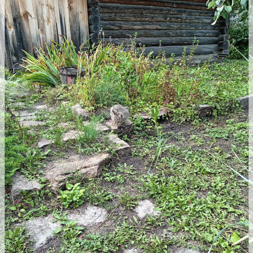 Маленький котёнок