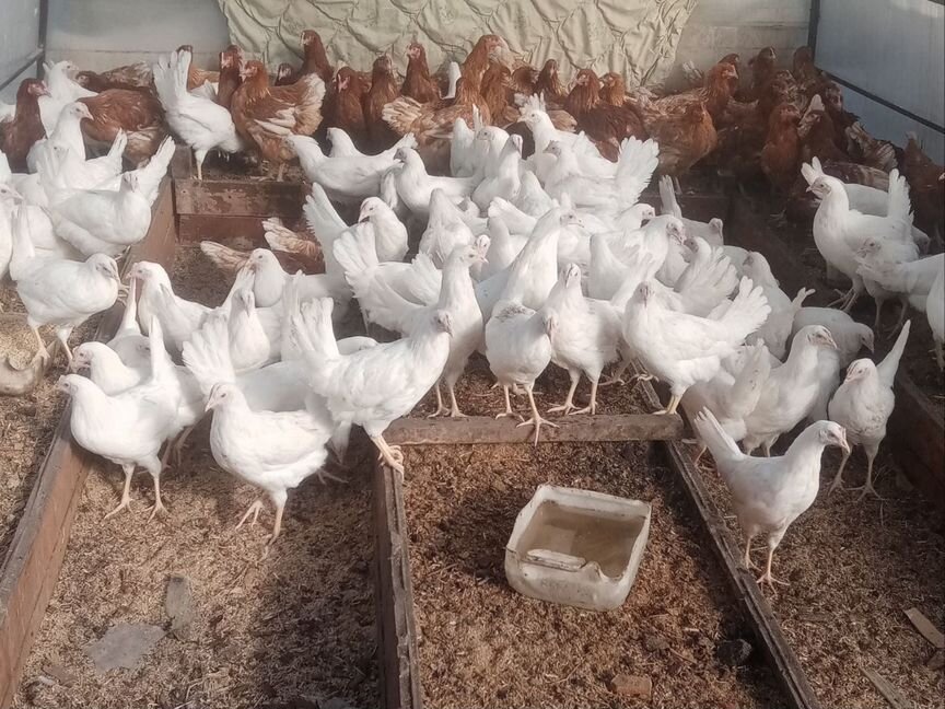 Куры молодки несушки