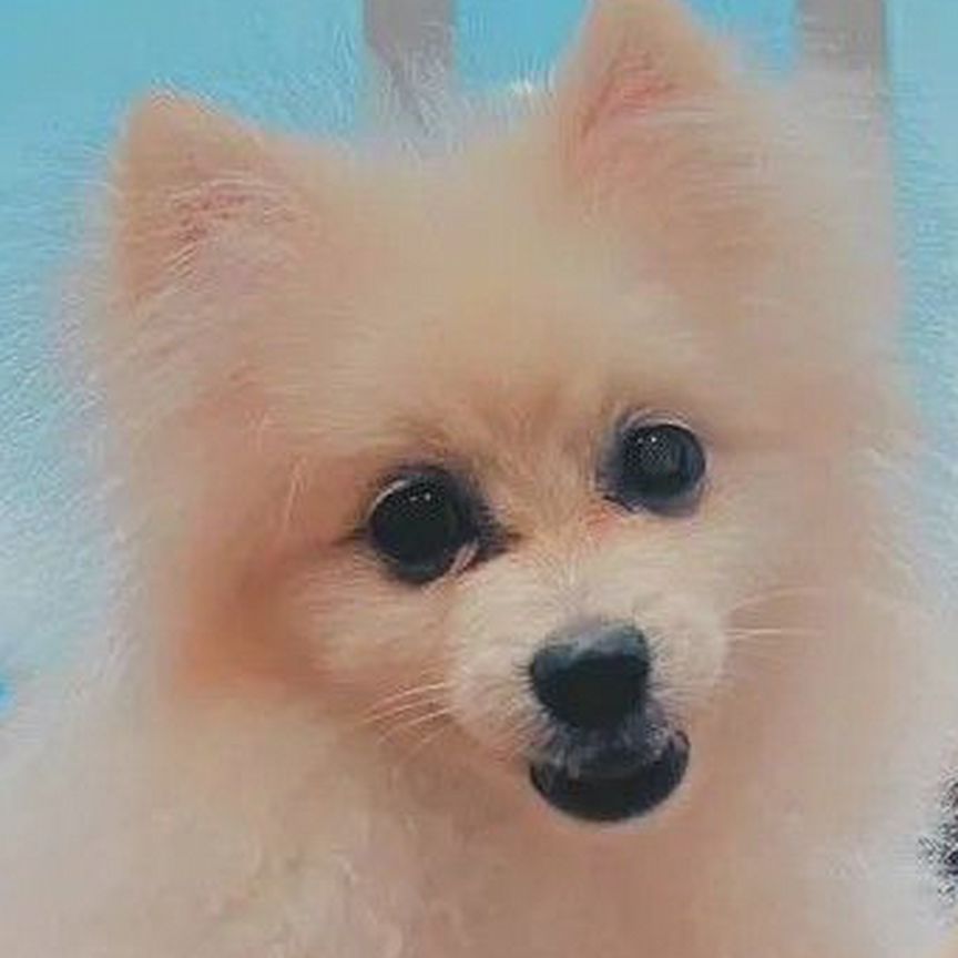 Немецкий шпиц мальчик