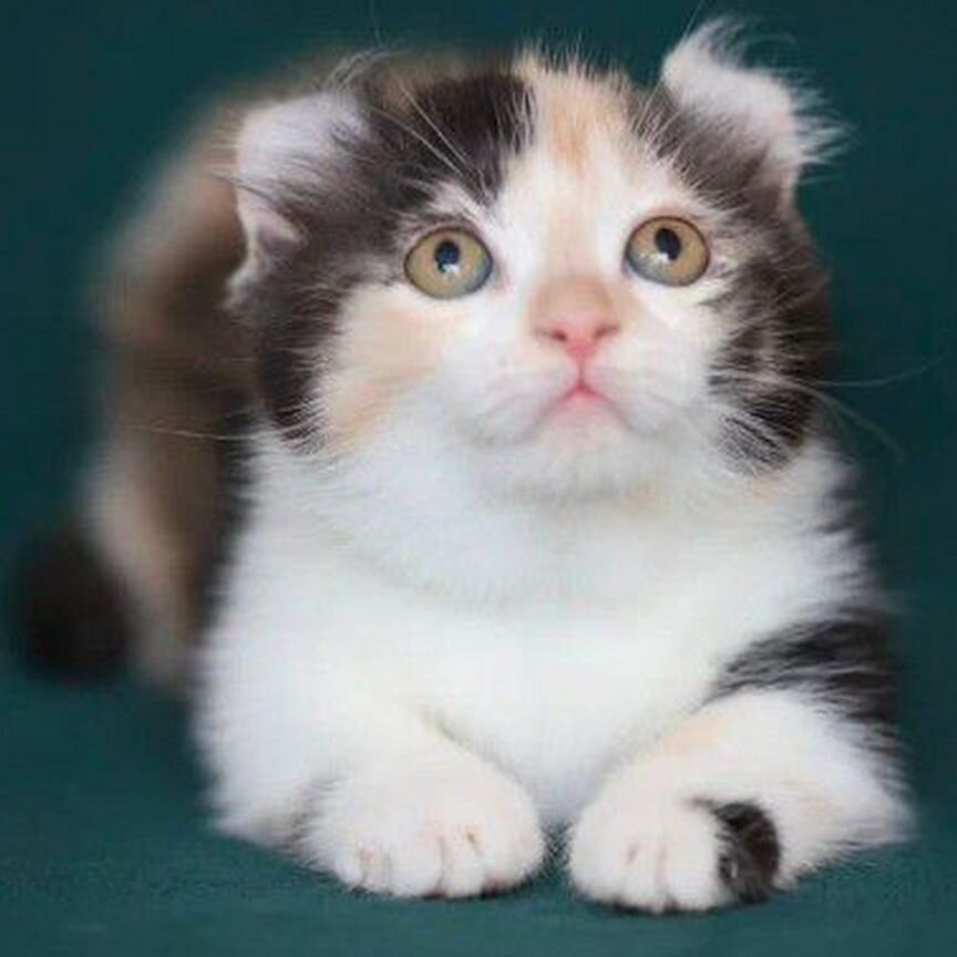 Кинкалоу котёнок