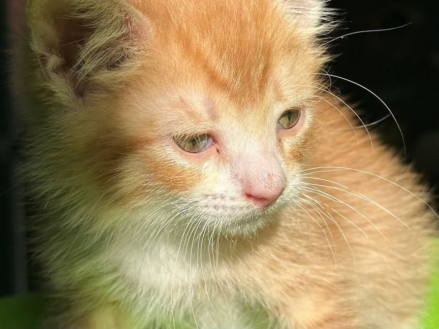 Котята. 5 недель