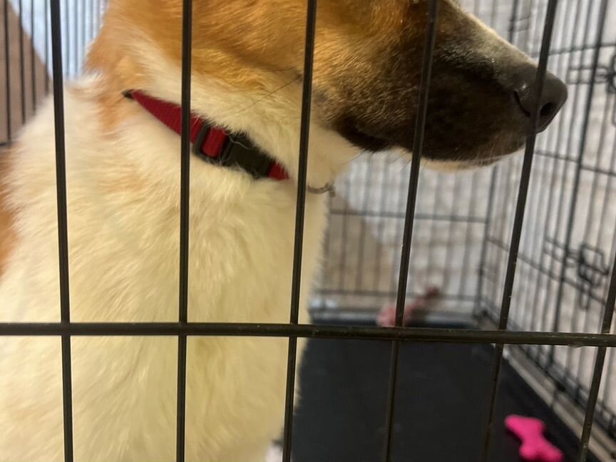 Собака в добрые руки