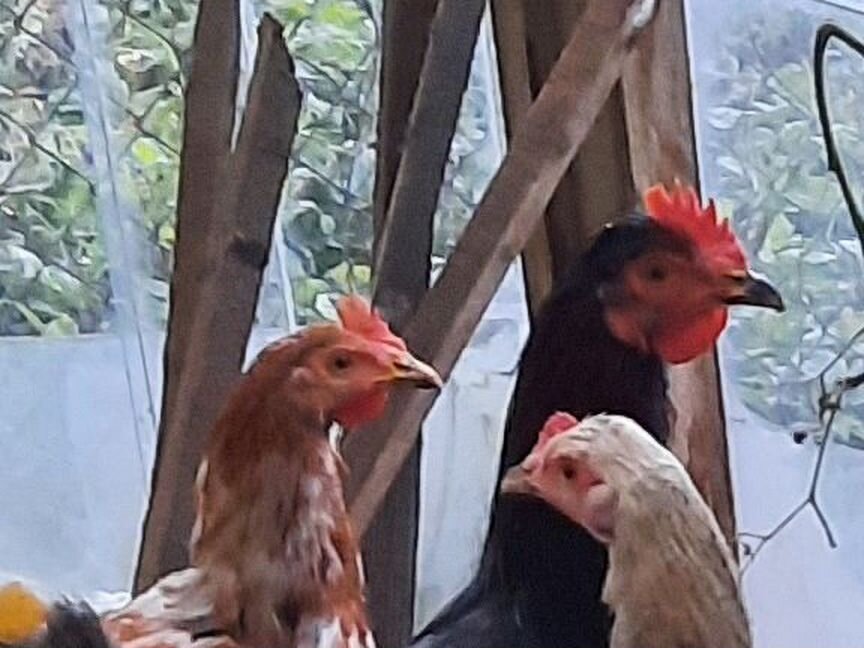 Молодые петушки