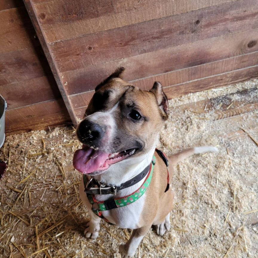 Стаффордширский терьер в приюте