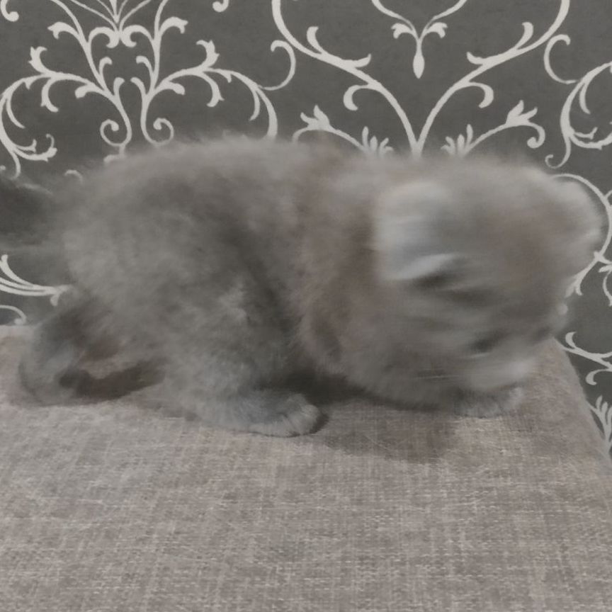 Кошки вислоухие