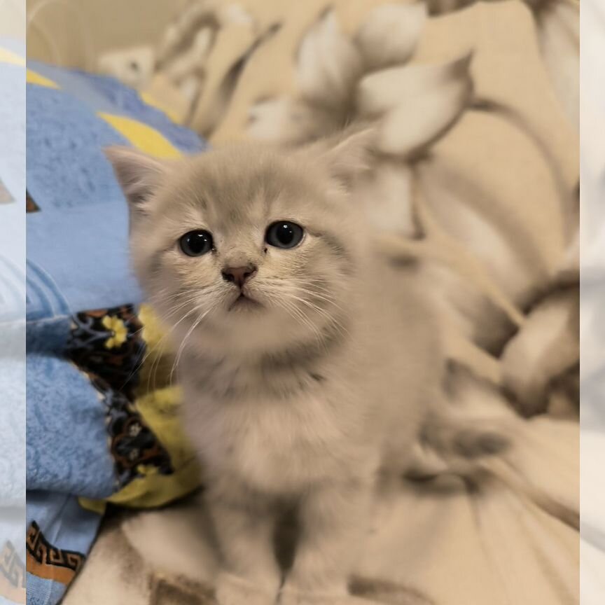 Шотландские прямоухие котята